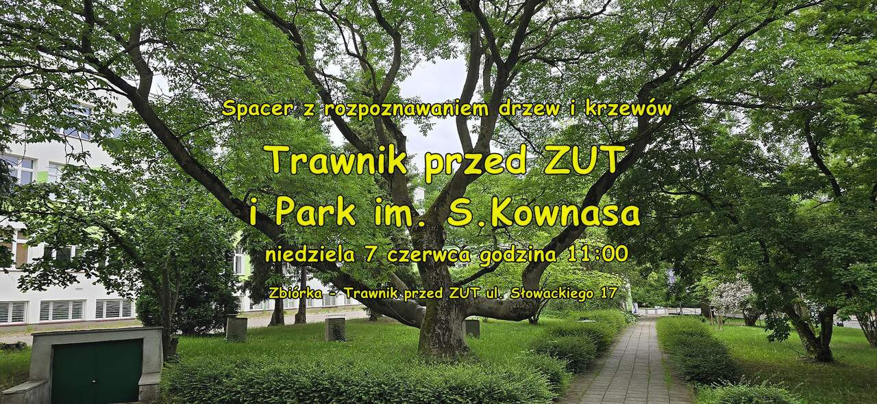 Spacer z rozpoznawaniem drzew i krzewów. Trawnik przed ZUT i Park im.S ...